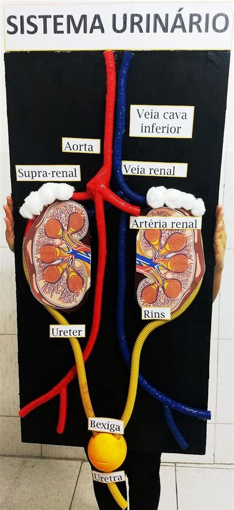 Sistema Urinário Humano Colégio CINDER Sistema urinario Enfermagem