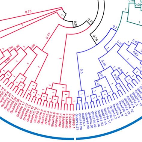 Phylogenetic Tree And Subgroup Classification Of Npf Proteins In A