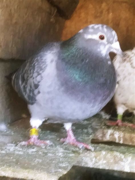 Vand Porumbei Voiajori Uni Din Ei Sunt Clasati Momentan Sunt La Matca Targu Neamt • Olx Ro