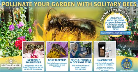 Solitary Bees Are Vital To Our Food Production And Ecosystem
