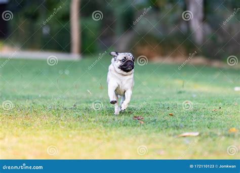 Pug Dog Running On Green Grass With Happiness And Having Fun Stock