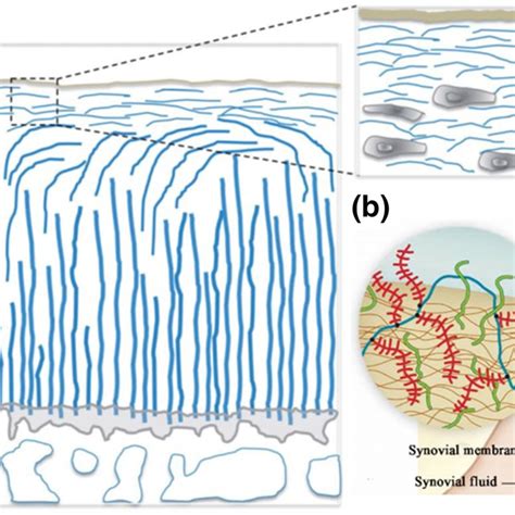 A Schematic Representation Of The Hierarchical Structure And Collagen