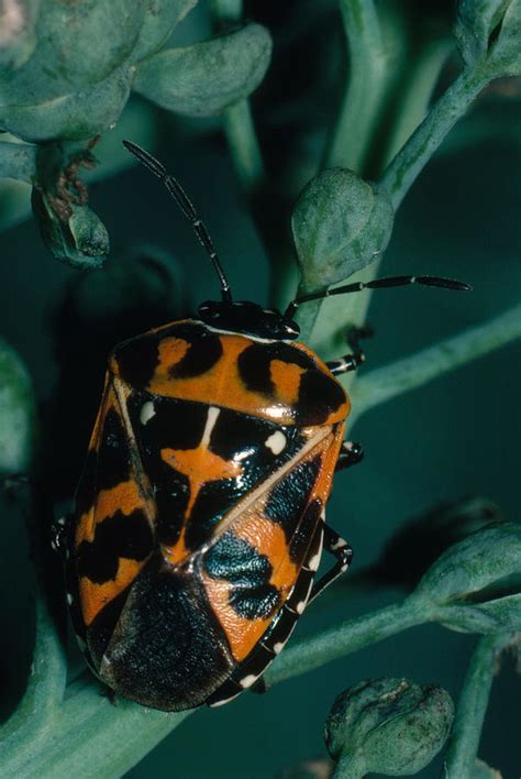 Harlequin Bug Photograph By Harry Rogers Fine Art America