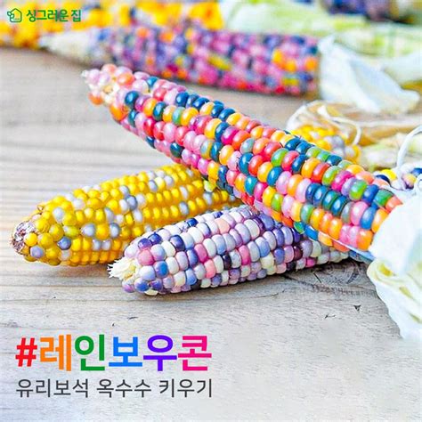 레인보우콘 유리보석 옥수수키우기🌈🌽 아메리카 인디언 농부 ‘칼 Shouseofficial