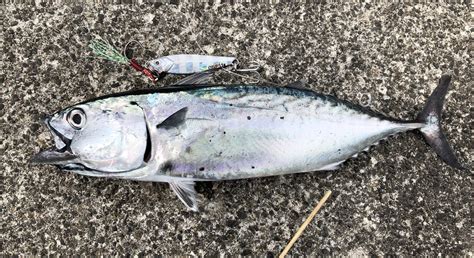 ヒラソウダでしょうか WEB魚図鑑