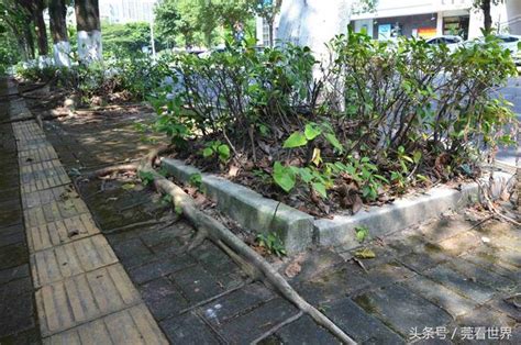 行道樹樹根霸氣外露四處蔓延 每日頭條