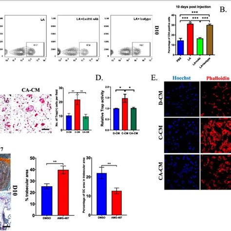 Cxcl10 Recruits Cd4 T Cells To Promote The Osteoclastogenesis Of