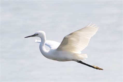 今朝の瓢湖 瓢湖の野鳥たち