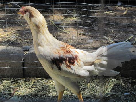 Red Pyle Ee Roo Or Red Sex Link X Ee Roo Page 4 Backyard Chickens