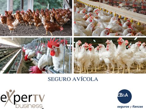 EB A SEGUROS Y FIANZAS Uno De Los Seguros Que Ofrecemos En EB A