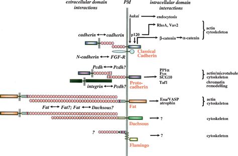 Cadherins In Development Cell Adhesion Sorting And Tissue Morphogenesis