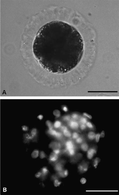 Hybrid Embryos Resulting From Heterologous In Vitro Fertilization Using Download Scientific