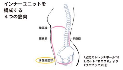 骨盤を立てるって何？骨盤を立てた方が良い理由と方法 横隔膜 ダイエット トレーニング 健康