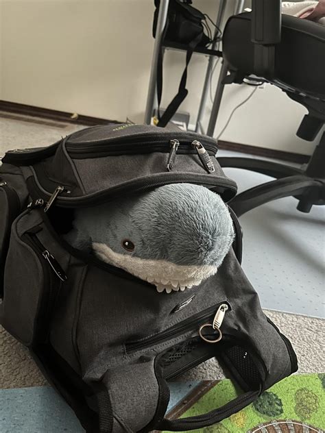 Blahaj Trip : r/BLAHAJ