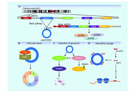 Diagram For Biogenesis And Functions Of Circfoxo3 A As Shown