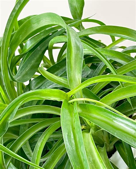 Green Spider Plant Plantvine