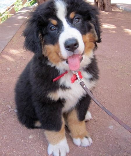 Chiots Bouvier Bernois Joomil Ch