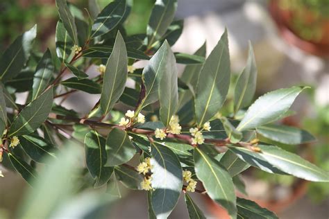 Lovely Laurel