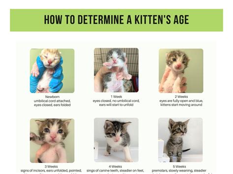 Kitten Age Chart How To Determine The Age Of A Kitten Pdf And 