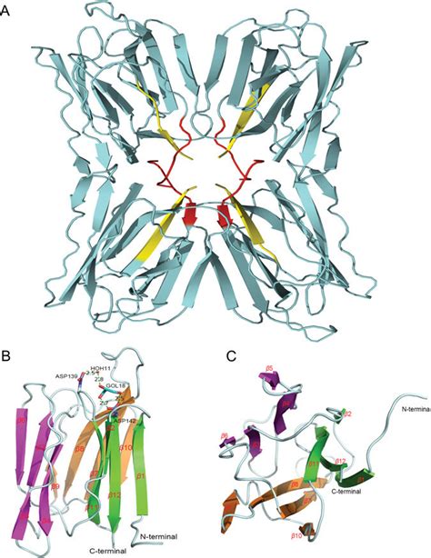 Predicted Structural Features Of Ftp A Secondary Structure Of Download Scientific Diagram