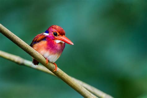 Endemic Birds Of The Philippines Alain Pascua
