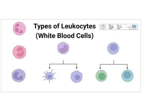 Types Of Leukocytes V2 — Printable Worksheet