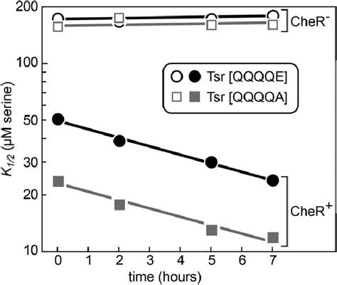Time Course Of The CheR Enhancement Effect Upon Cessation Of New
