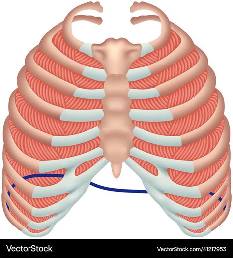 Rib Cage And Intercostal Muscle Anatomy Royalty Free Vector
