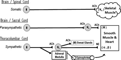 Basic And Clinical Pharmacology Of Autonomic Drugs Pmc