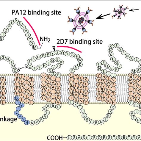 The Structure Of Membrane Integrated Ccr5 The Elements Important In Download Scientific