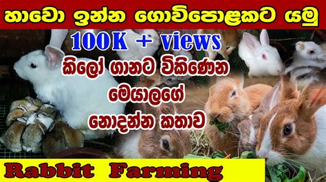 කිලෝ ගානට විකිණෙන හාවන්ගේ ඔයාලා නොදන්න කතාව Rabbit Farming