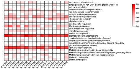 Horticulturae Free Full Text Genome Wide Identification Evolution And Expression Analysis