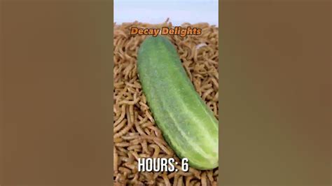 Cucumber🥒 Vs Mealworms Shorts Youtube
