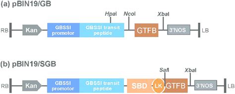 Schematic Depiction Of Two Different Binary Vector Constructs A Download Scientific Diagram