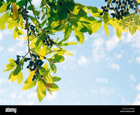 Leaves Of Laurel And Berries On A Tree Laurel Leaf In The Wild Nature Of Montenegro Against