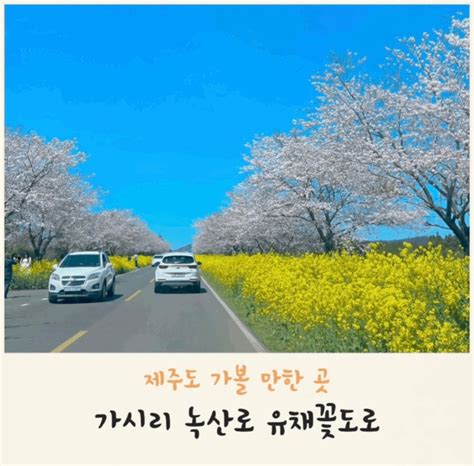 제주도 가시리 녹산로 유채꽃도로 4월 가볼 만한 곳 네이버 블로그