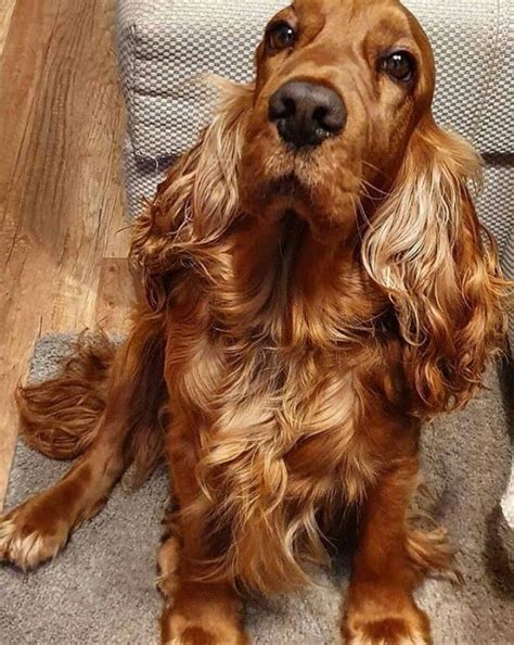 Pin De Blanca Perez En Cocker Spaniel Mascotas Perros Tatuajes De Mascotas