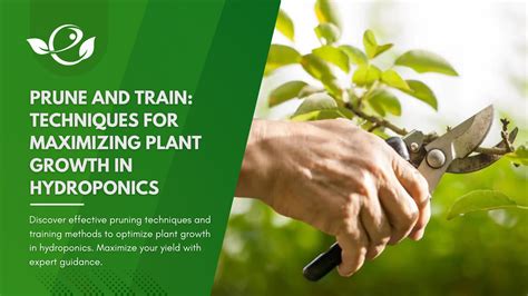Training Methods And Pruning Techniques Optimize Plant Growth