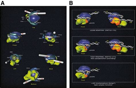 A Proposed Structure For The Preinitiation Complex Containing Tbp