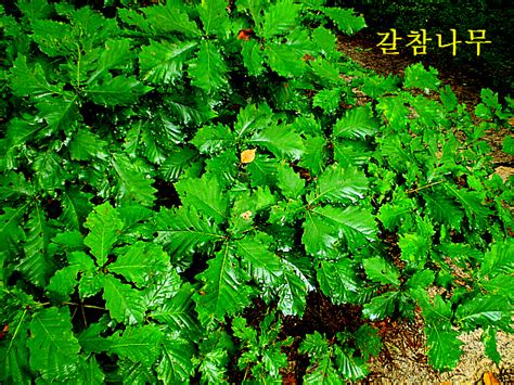 참나무의 종류 네이버 블로그