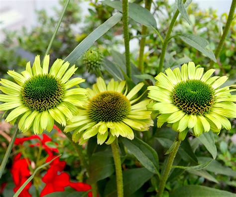 Grow The Color Of The Year With Cyber Lime Plants Gardening Know How