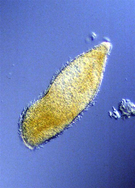Trichonympha Under Microscope