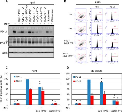 Figure 1 From Functional Downregulation Of Pd L1 And Pd L2 By Cpg And