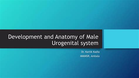 Anatomy Of Male Urogenital System Pptx
