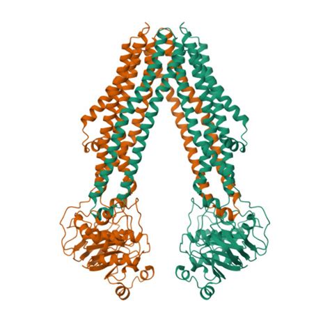 Rcsb Pdb 8qoe Inward Facing Conformation Of The Abc Transporter Bmra