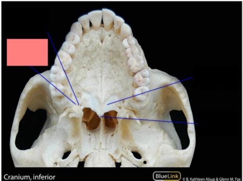 Pterygopalatine Fossa Flashcards Quizlet