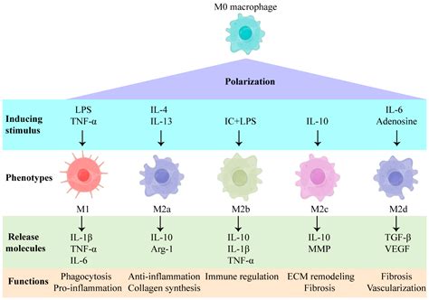 Role Of Macrophages In Tendon Bone Healing Encyclopedia MDPI