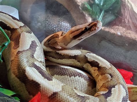 My Girl Clove Shes A Vanilla Cream Ball Python Reptiles