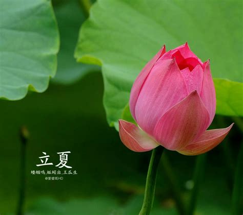 立夏5月5日或6日立夏万物生长欣 堆糖美图壁纸兴趣社区