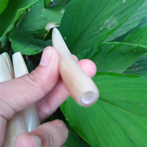 Jual PIPA ROKOK ONCE TANDUK KERBAU BULE Samsu Shopee Indonesia
